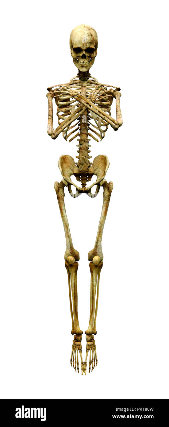 3D rendering of a human skeleton isolated on white background Stock ...