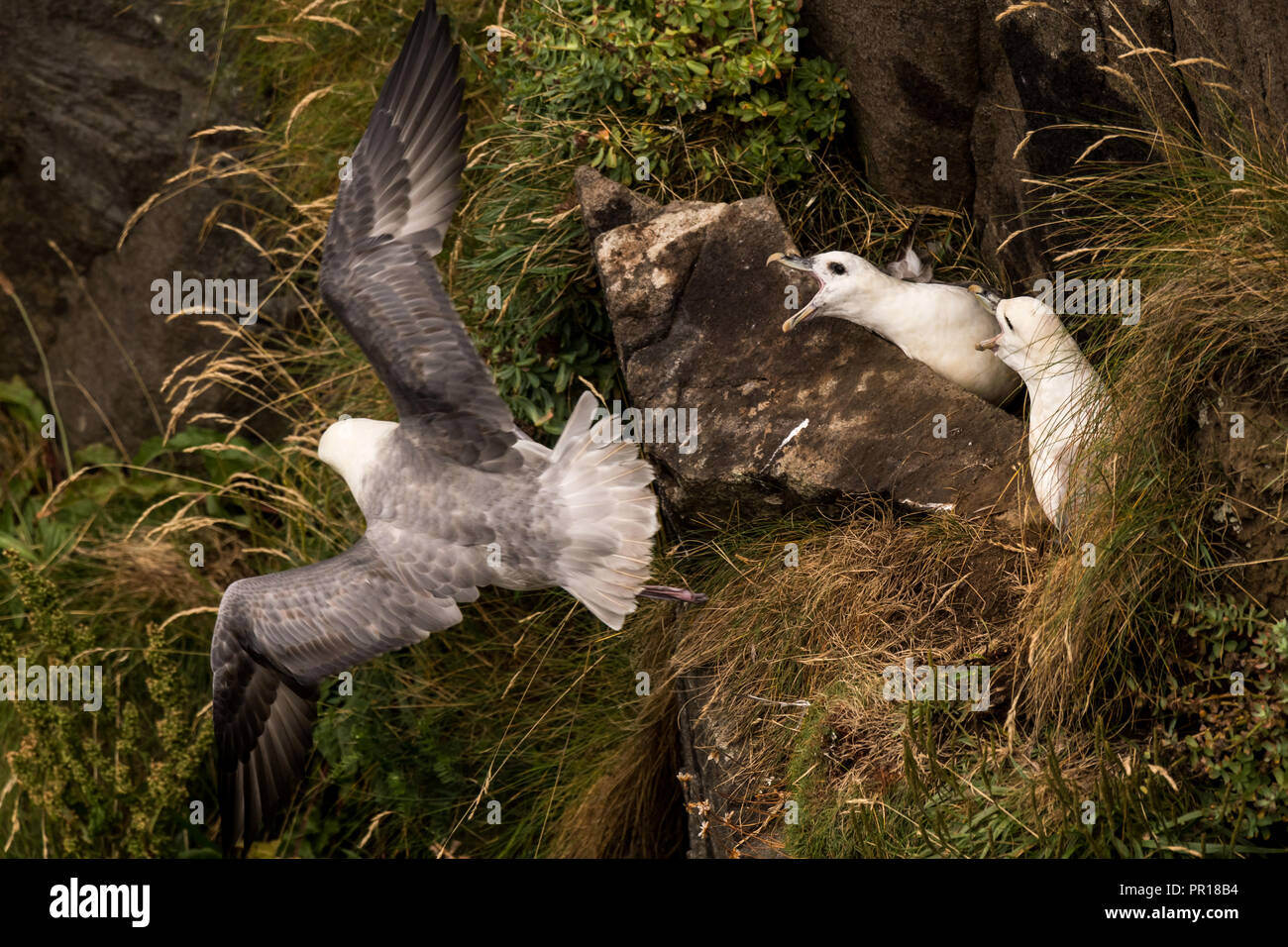 northern fulmar Fulmarus glacialis, fulmar, Arctic fulmar in Scotland ...