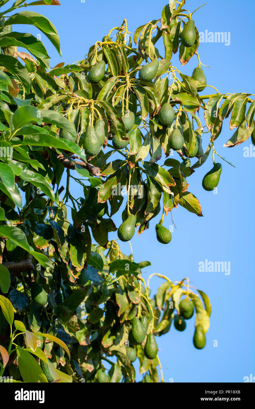 Seasonal harvest of green orgaic avocado, tropical green avocadoes ...