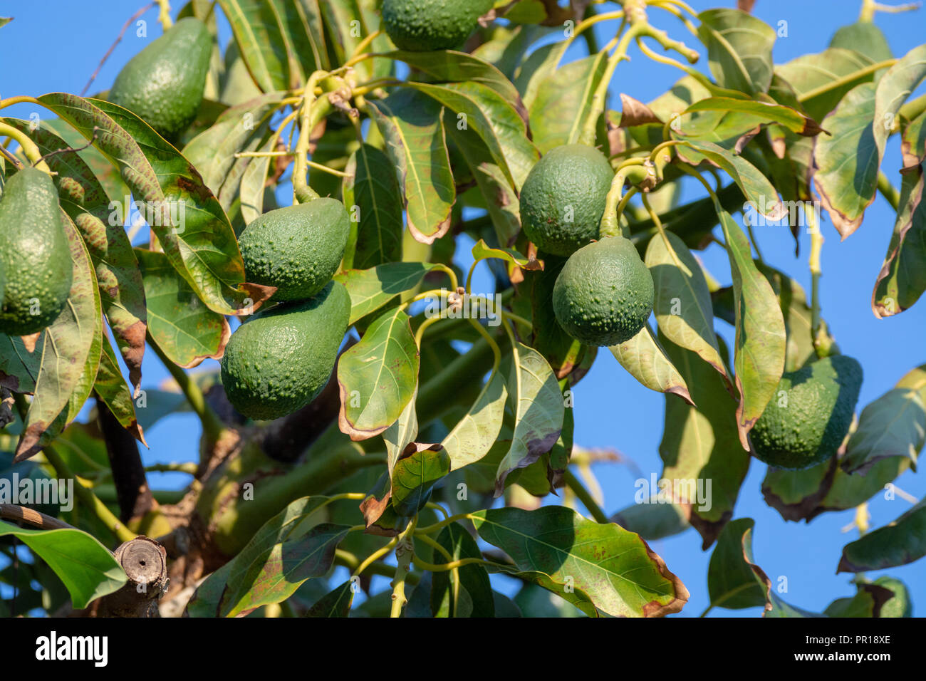 Seasonal harvest of green orgaic avocado, tropical green avocadoes ...