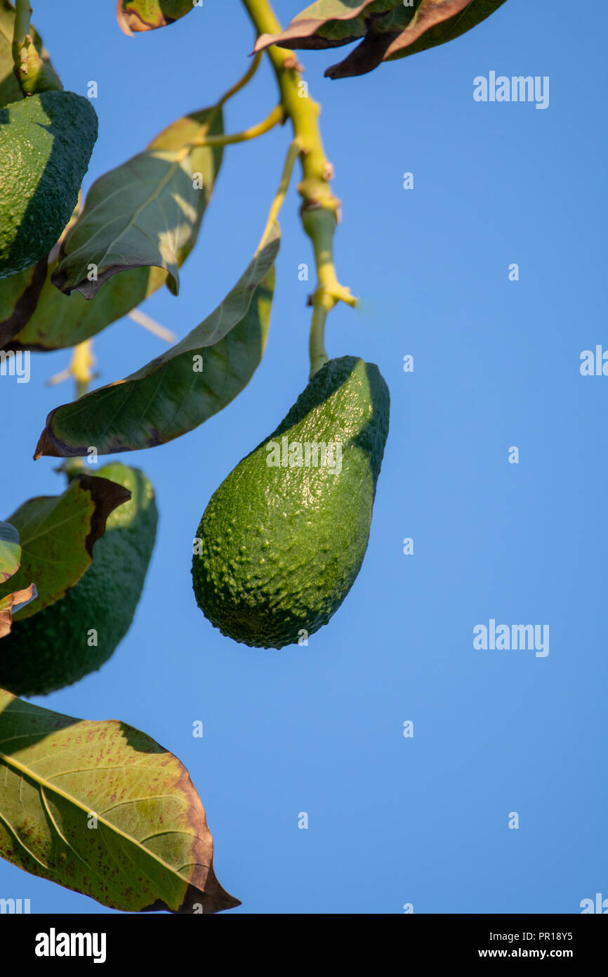 Seasonal harvest of green orgaic avocado, tropical green avocadoes ...