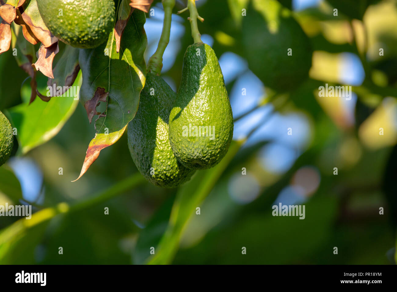 Seasonal harvest of green orgaic avocado, tropical green avocadoes ...