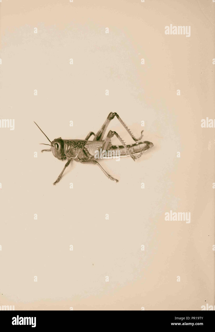 The terrible plague of locusts in Palestine, March-June 1915. The ...