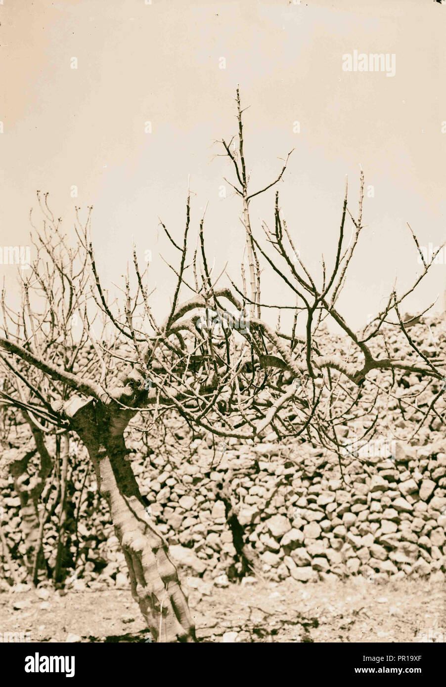 The terrible plague of locusts in Palestine, March-June 1915. Detailed ...