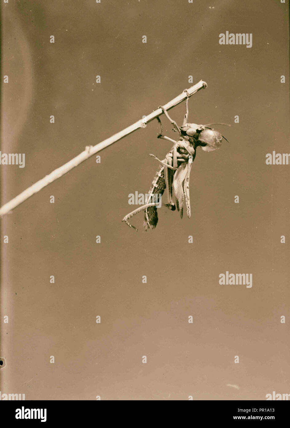 The terrible plague of locusts in Palestine, March-June 1915. A mishap ...