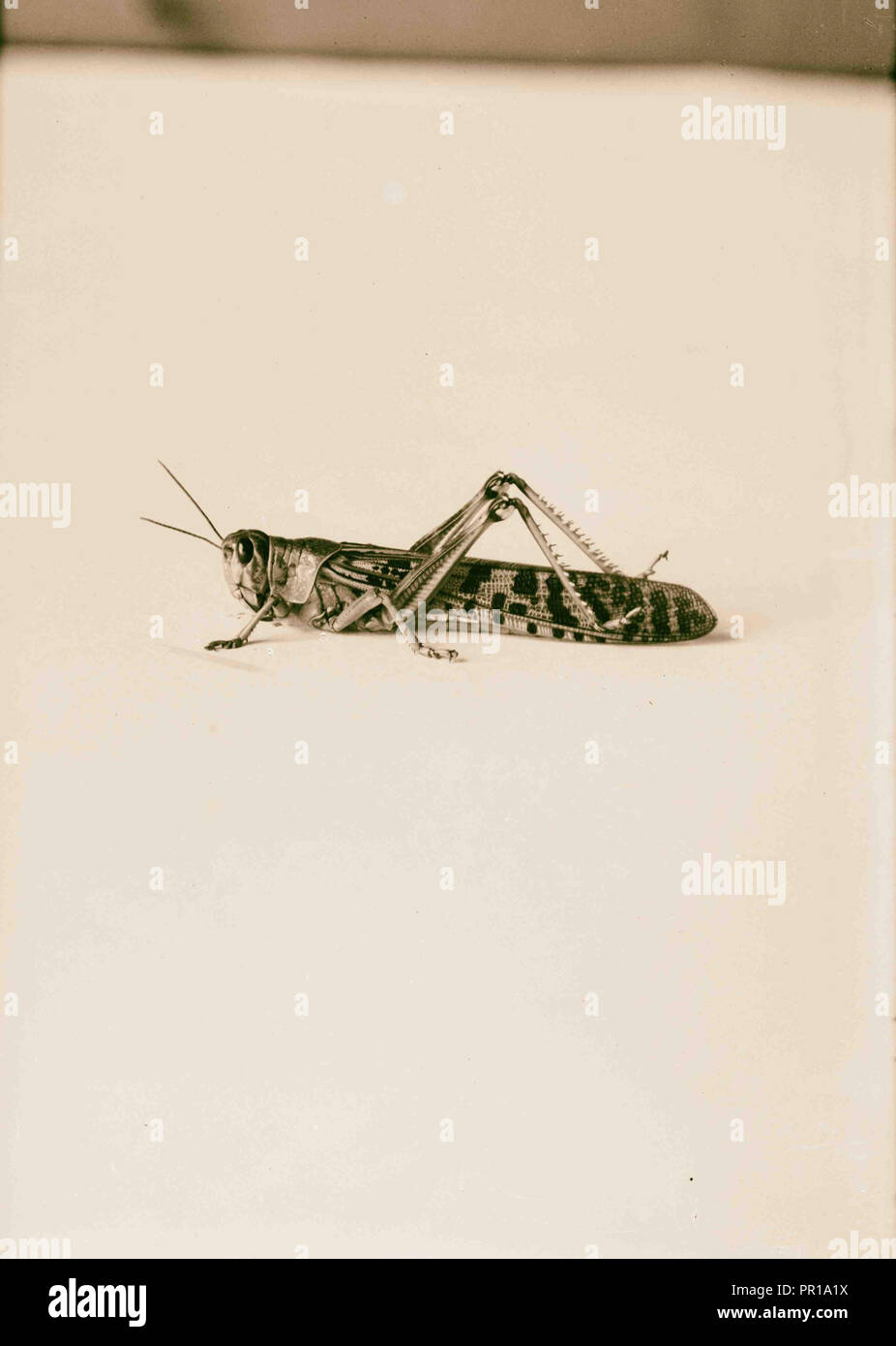Plague of locusts in palestine hi-res stock photography and images - Alamy
