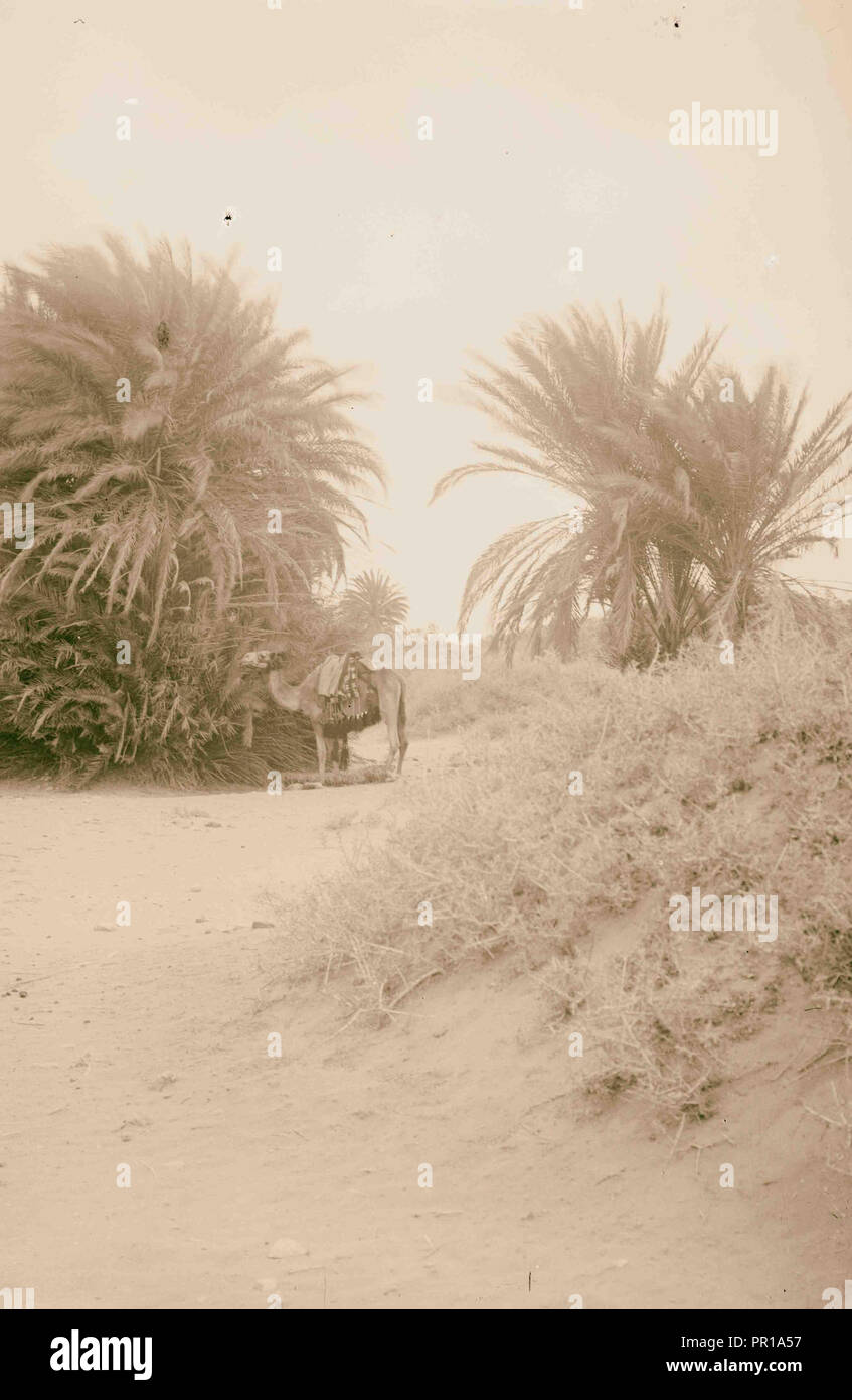 To Sinai via the desert. Wady Gharandel, palms of Elim. 1900, Egypt ...
