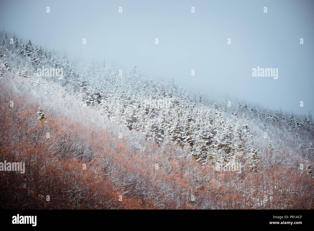 Trees in early winter hi-res stock photography and images - Alamy