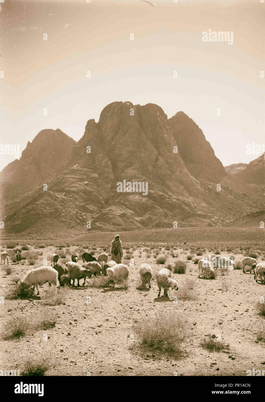 To Sinai via the Red Sea, Tor, and Wady Hebran. Shepherds with flocks ...