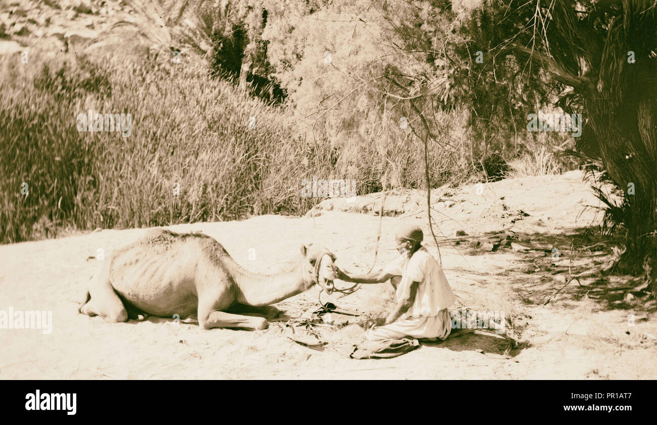 To Sinai via the Red Sea, Tor, and Wady Hebran. Caring for sick camel ...