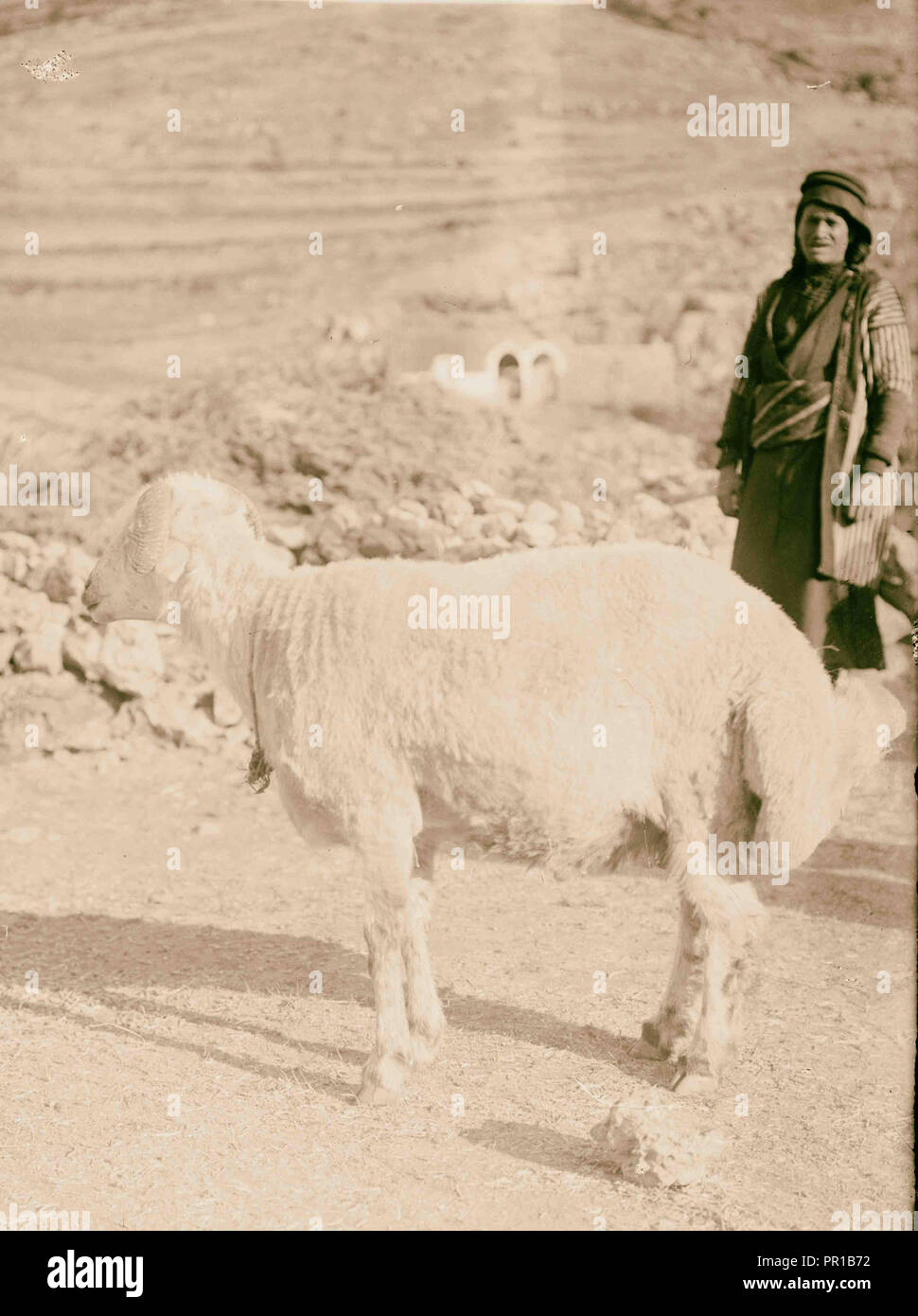 Sheep industries hi-res stock photography and images - Alamy