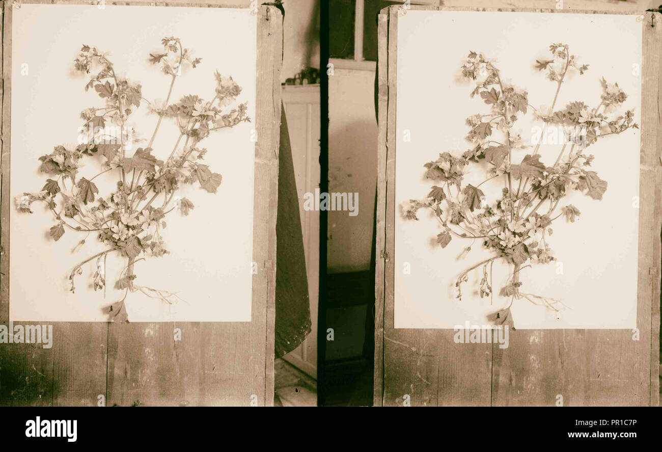 Wild flowers of Palestine. Wood-mallow (Malva sylvestris L.). 1900 ...