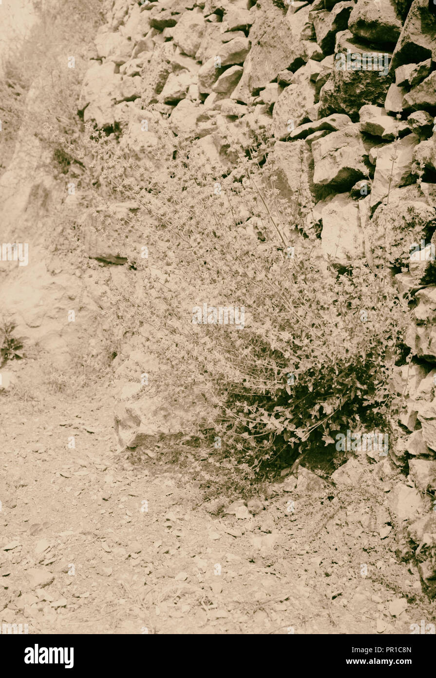 Wild flowers of Palestine. Wild catnip (Nepeta curviflora Boiss.). 1900 ...