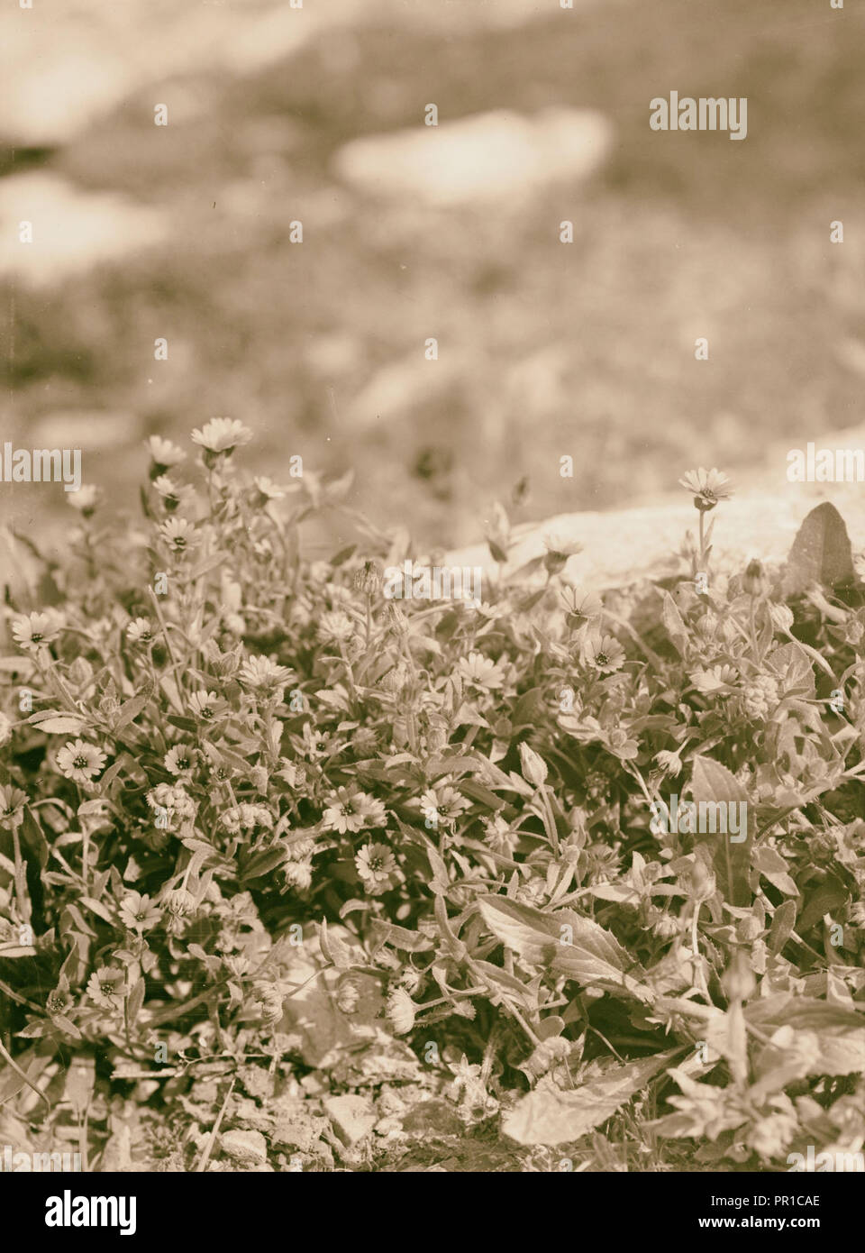 Wild flowers of Palestine. Egyptian marigold (Calendula aegyptiaca Desf ...