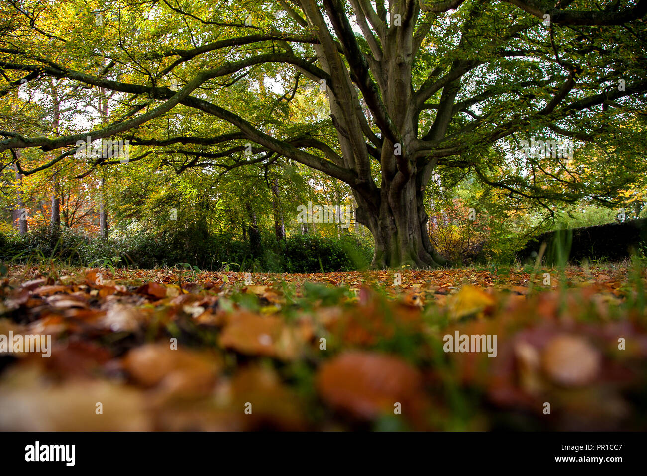 Autumn Trees Uk High Resolution Stock Photography and Images - Alamy
