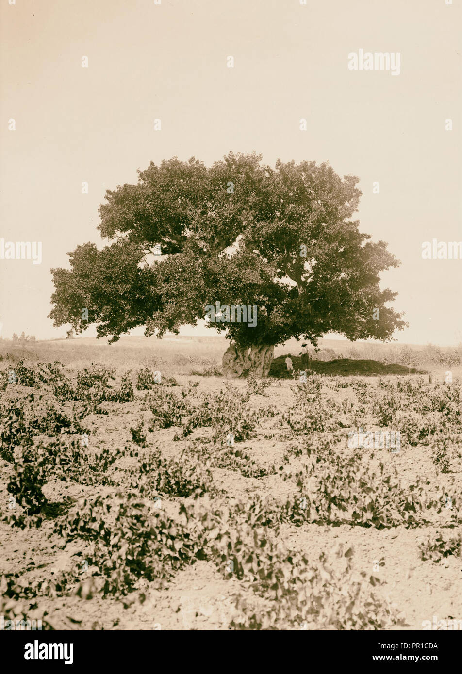 Trees and shrubs Sycomore tree. (Ficus sycomorus L.). 1900, Middle East ...