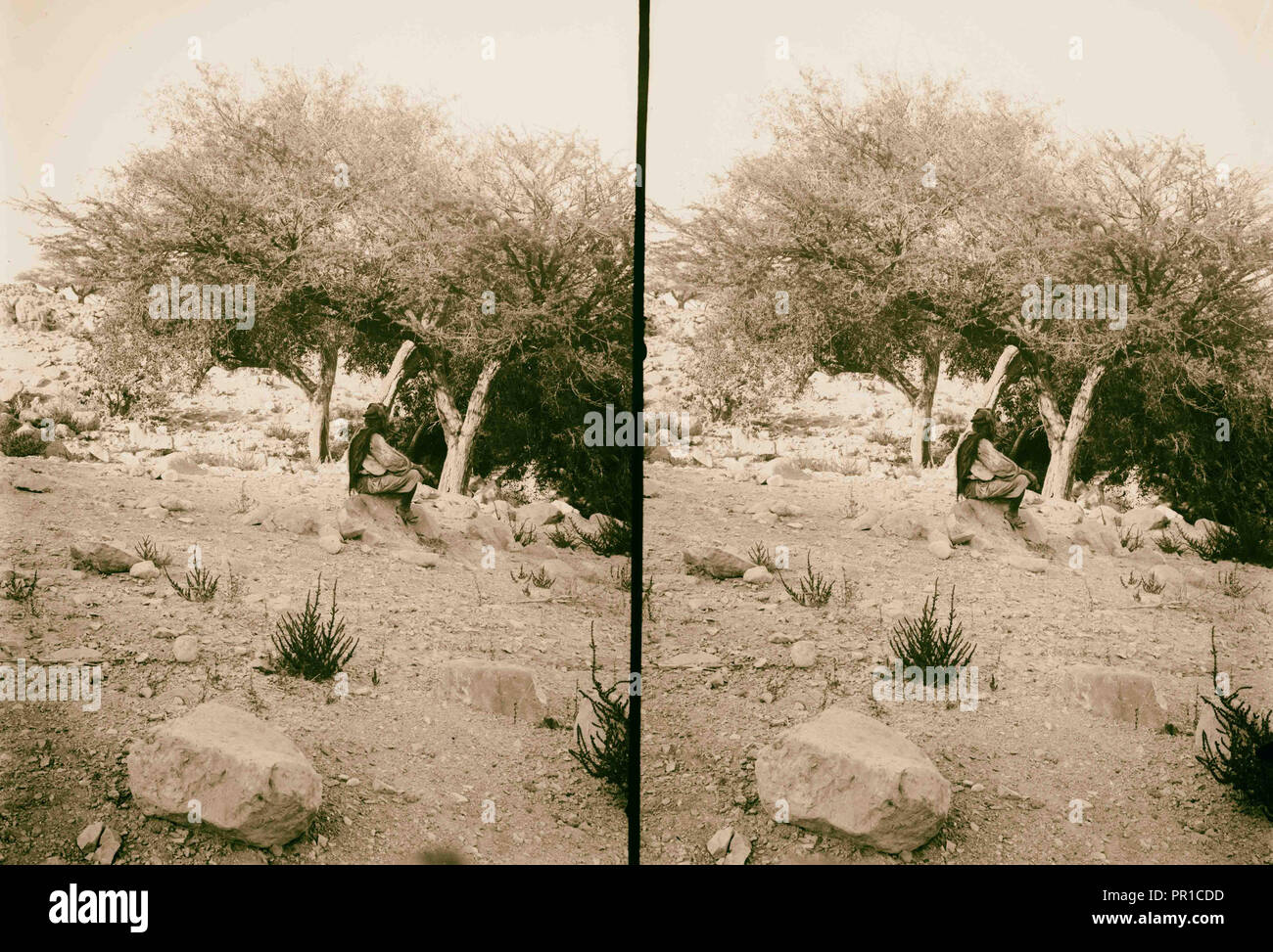 Trees and shrubs Moringa trees at the Dead Sea. (M. aptera Gaertn ...