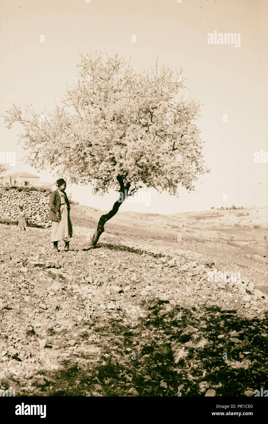 Trees and shrubs Almond tree in blossom. (Amygdalus communis L.). 1900 ...