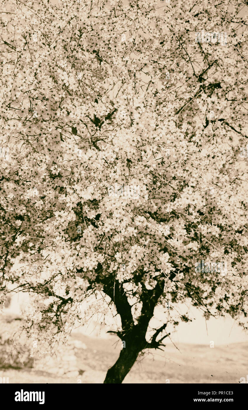 Trees and shrubs Almond blossoms, close-up. 1900, Middle East Stock ...