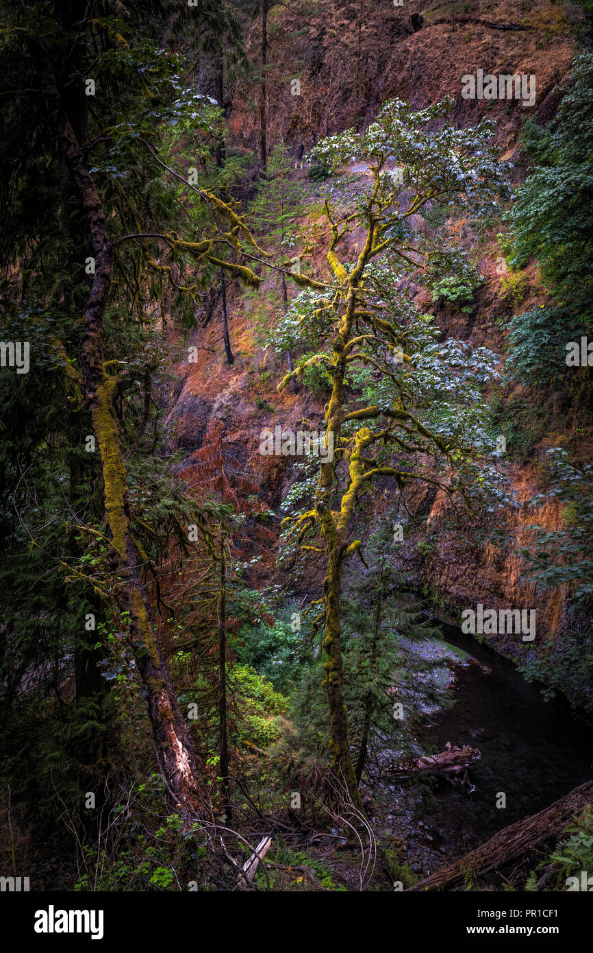 Multnomah Falls is a waterfall located in the Columbia River Gorge ...