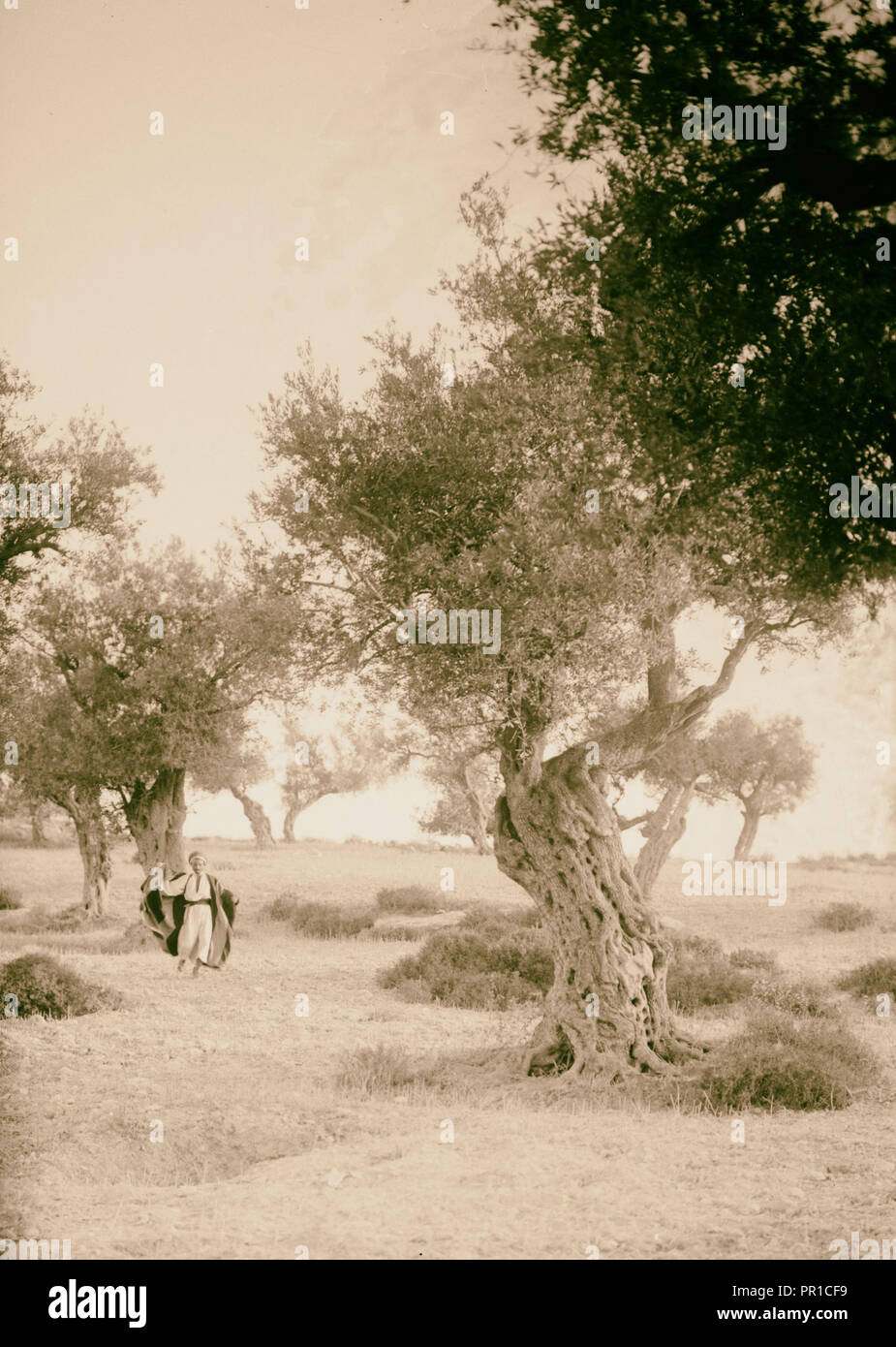 Trees and shrubs Old olive trees. (Olea europaea L.). 1900, Middle East ...