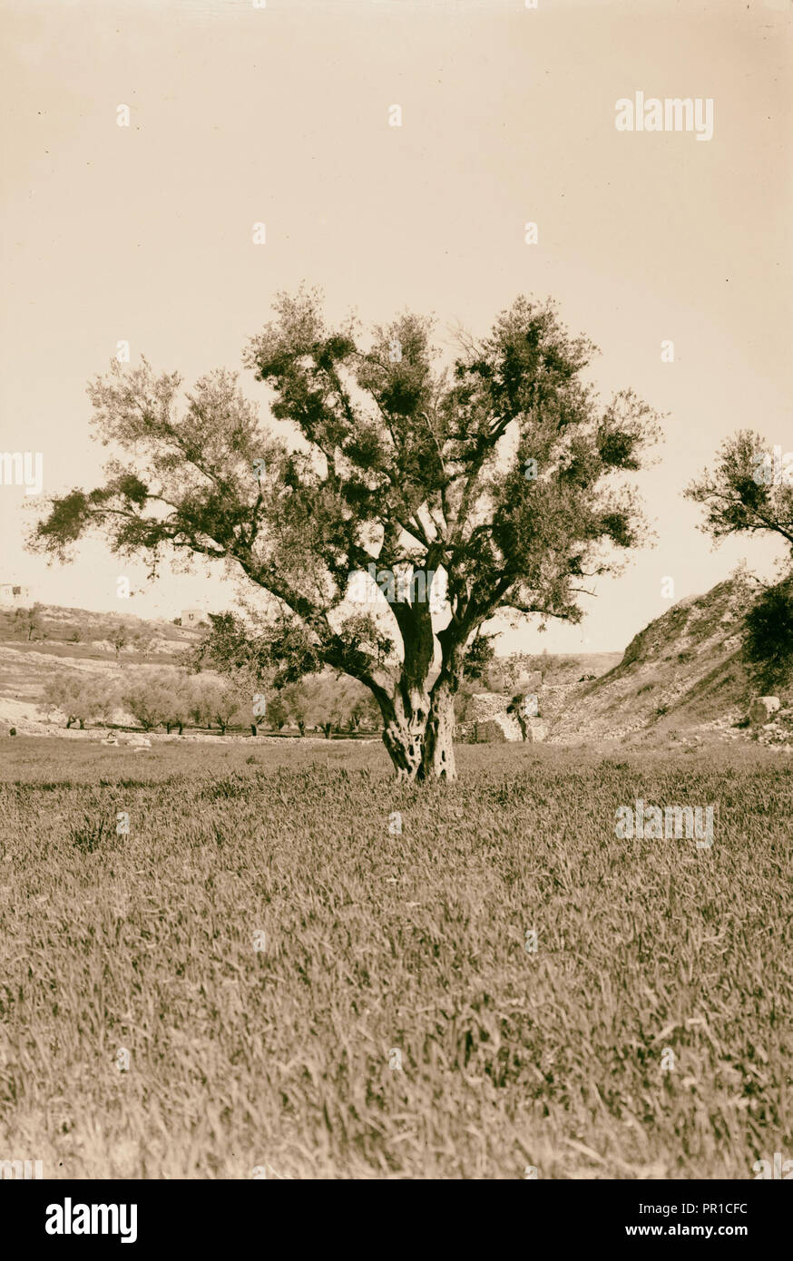 Trees and shrubs Olive tree with mistletoe. (Viscum cruciatum Sieb ...