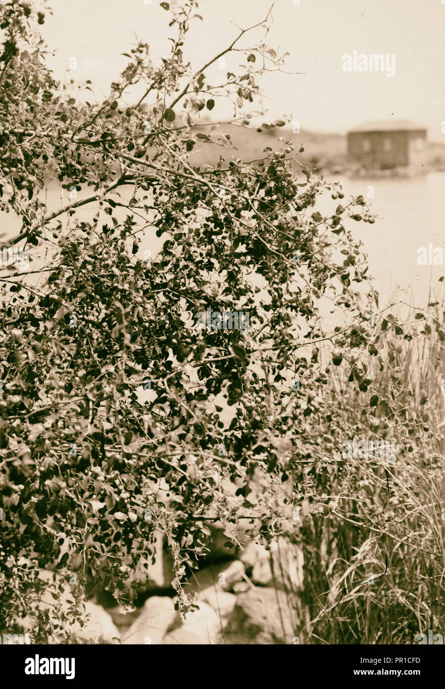 Trees and shrubs Christ-thorn (Zizyphus Spina-Christi (L.) Wild.). 1900 ...