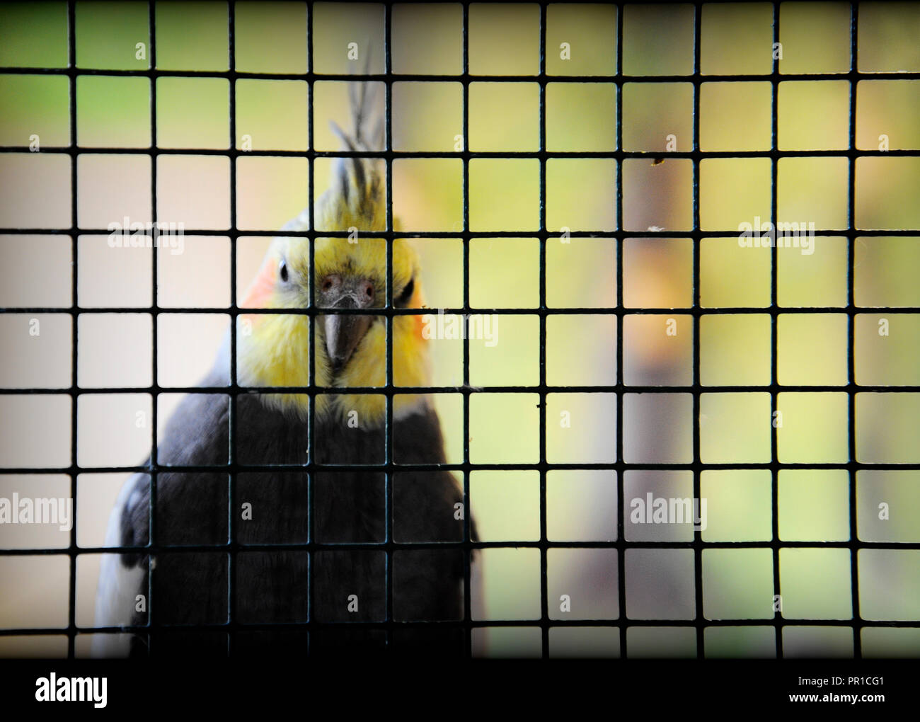 Parrot bird behind bars is sitting on a branch. Species: Nymphicus ...