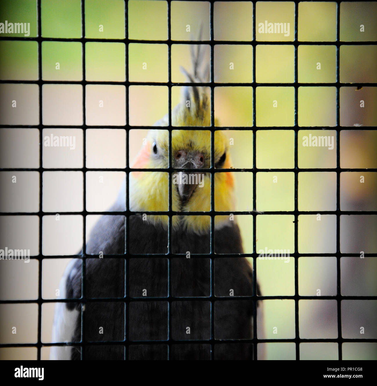 Parrot bird behind bars is sitting on a branch. Species: Nymphicus ...