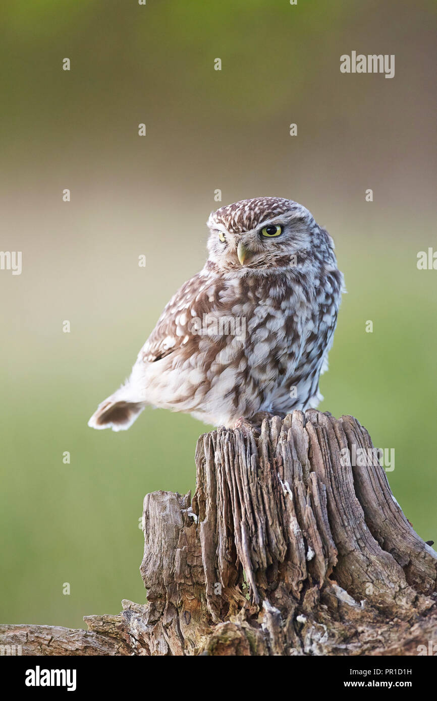 Diurnal owl hi-res stock photography and images - Alamy