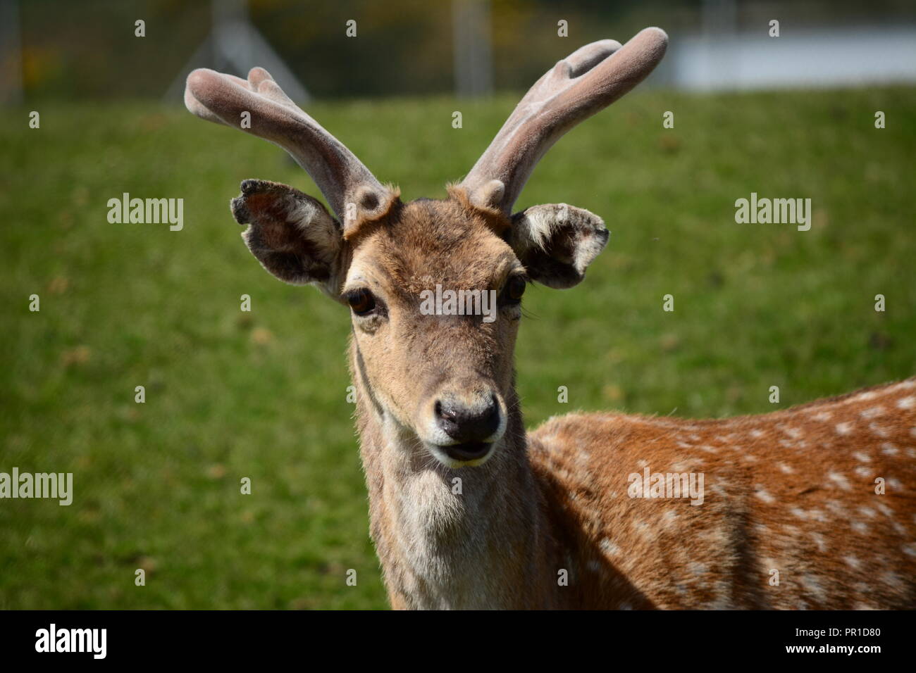 Safari Park, West Midlands, England, Fallow Deer, Cervidae Stock Photo ...