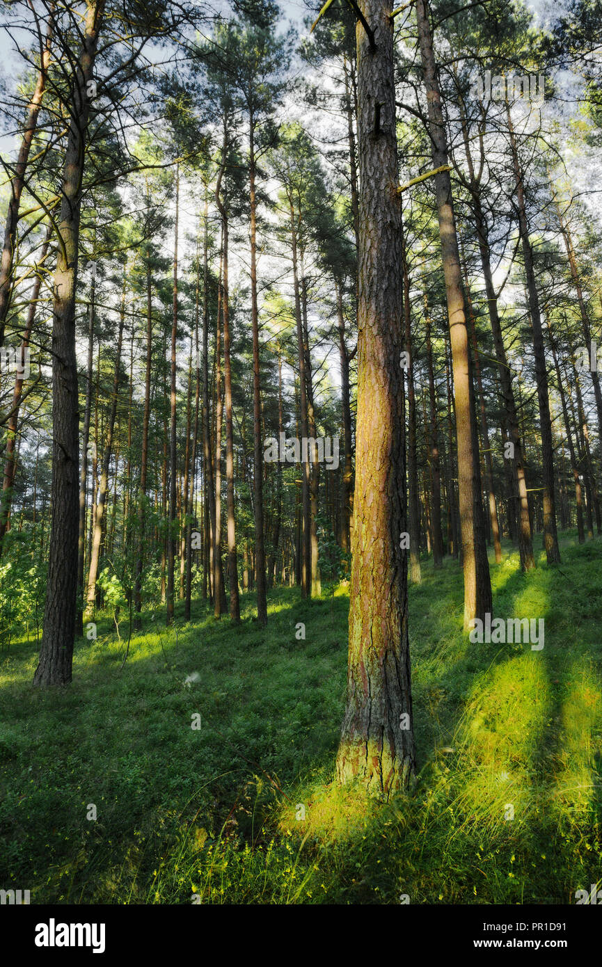 Evergreen coniferous pine forest. Pinewood with Scots or Scotch pine ...