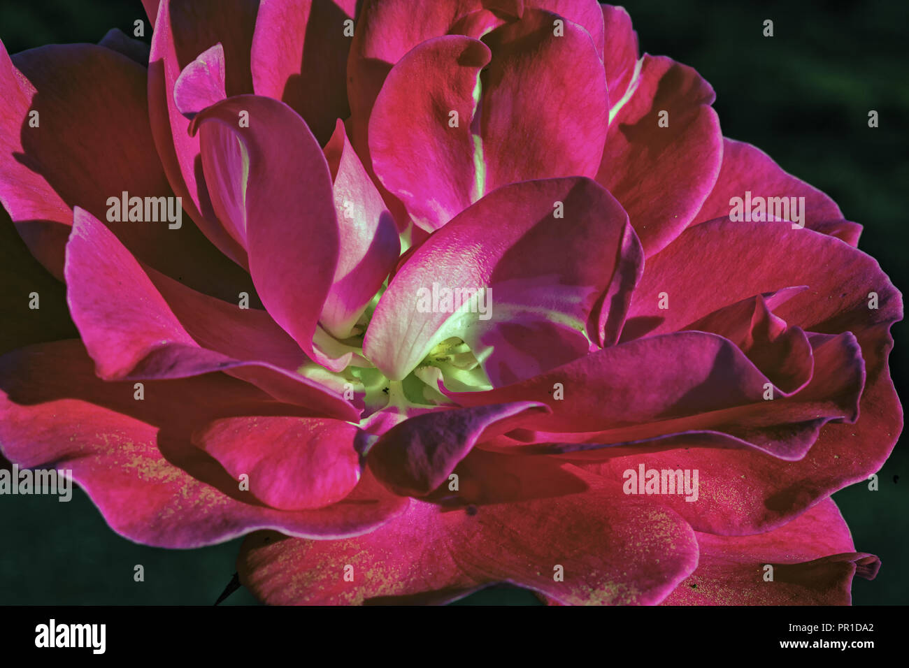 Deep crimson red rose hi-res stock photography and images - Alamy