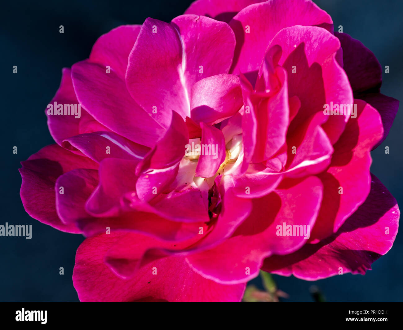 Deep crimson red rose hi-res stock photography and images - Alamy