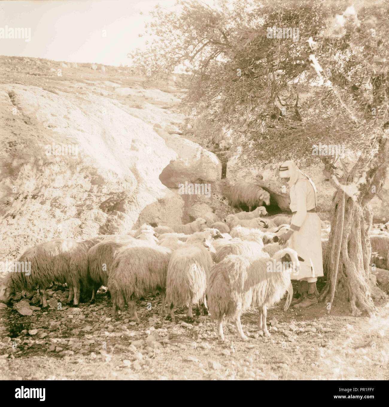 Hills sheep hi-res stock photography and images - Alamy