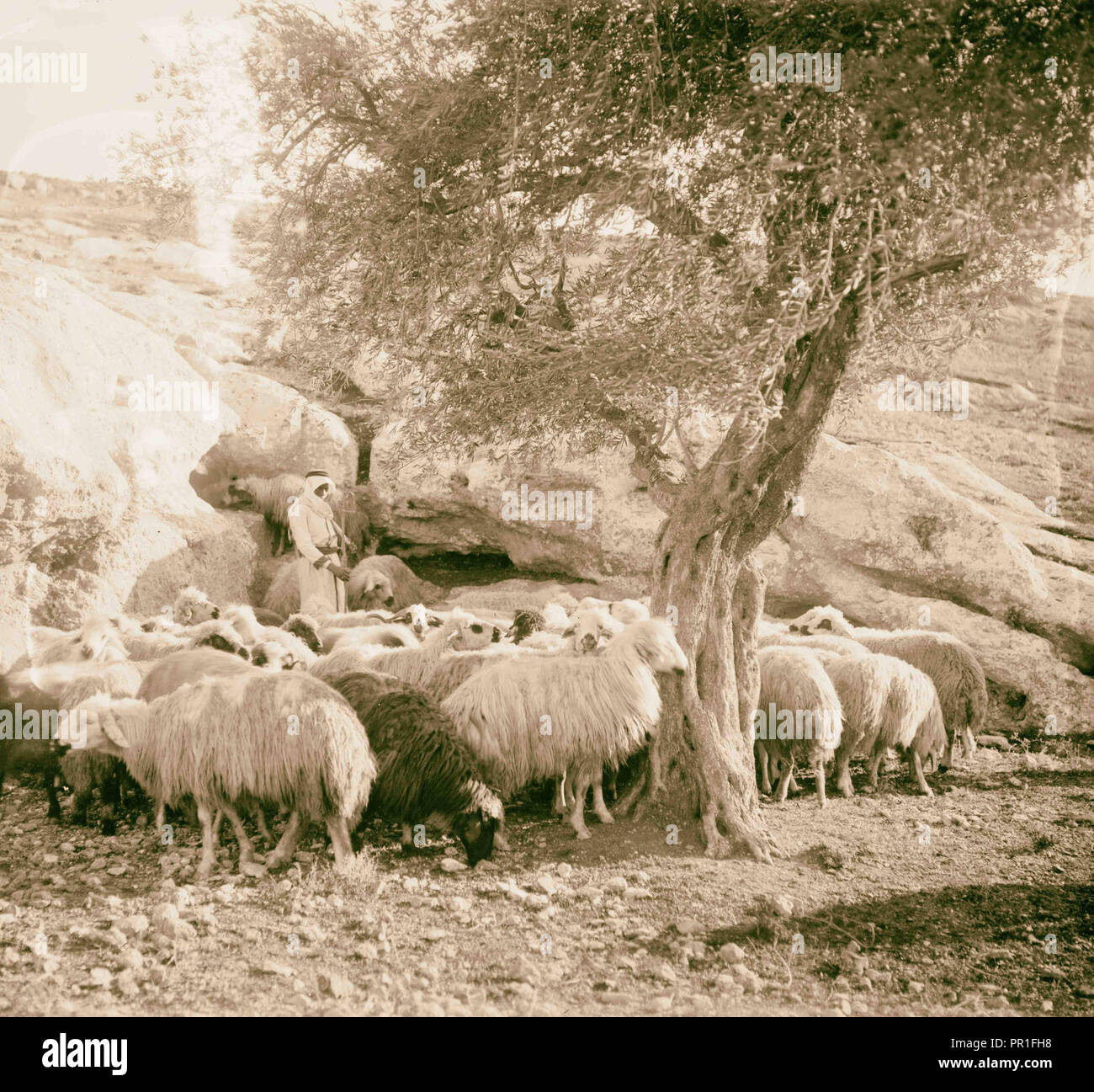 Sheep 1898, Middle East, Israel and/or Palestine Stock Photo - Alamy