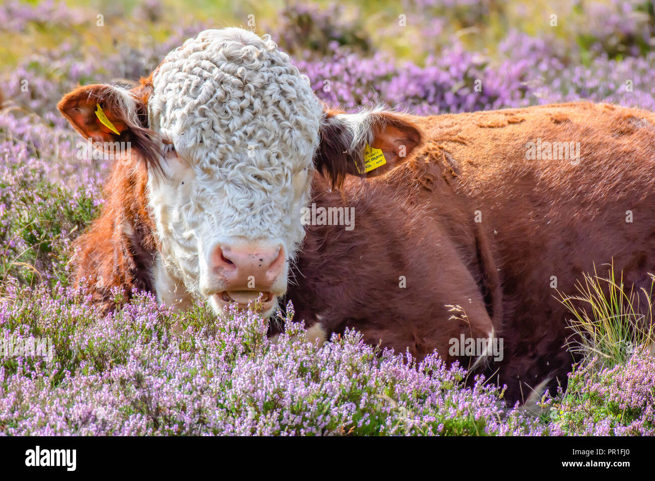 Cow with curly hair on head lying on field with heather flowers.Close ...