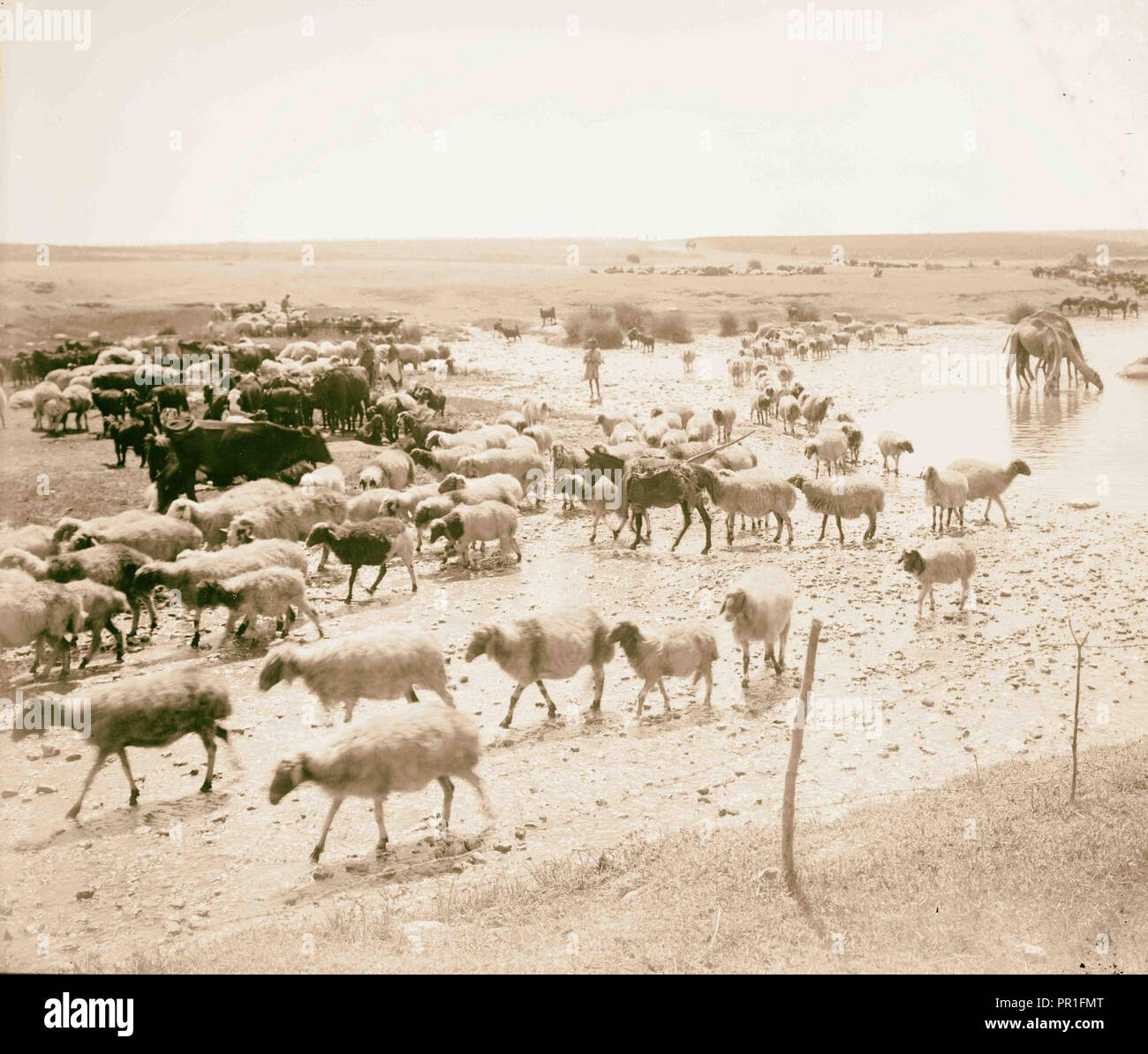 Sheep 1898, Middle East, Israel and/or Palestine Stock Photo - Alamy