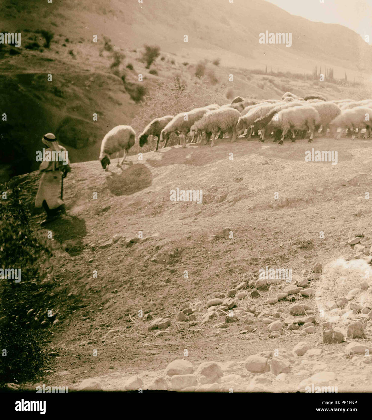 Sheep 1898, Middle East, Israel and/or Palestine Stock Photo - Alamy
