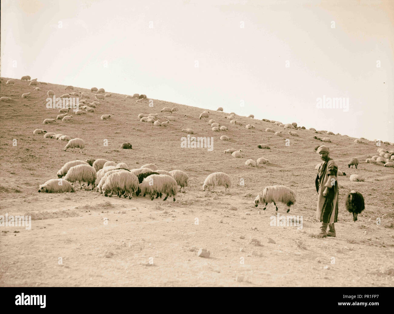 Sheep 1898, Middle East, Israel and/or Palestine Stock Photo - Alamy