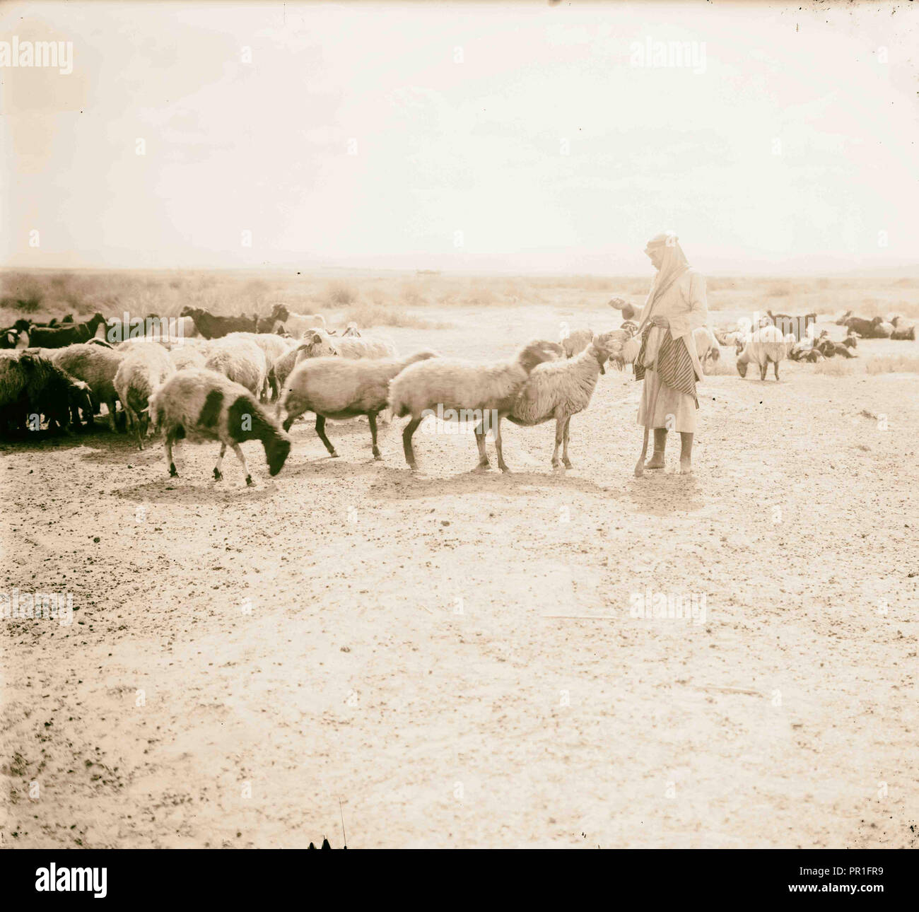 Sheep 1898, Middle East, Israel and/or Palestine Stock Photo - Alamy