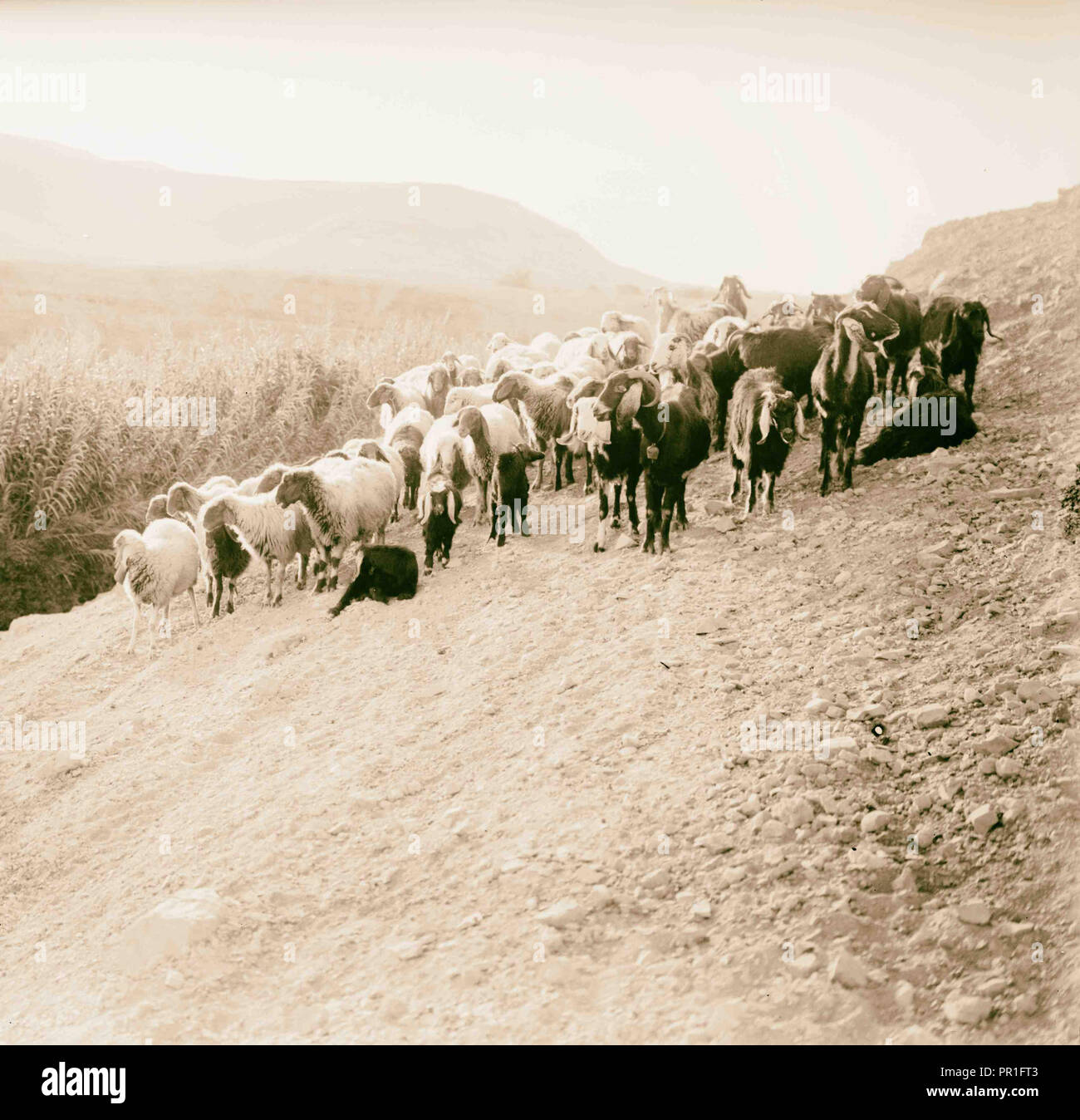 Sheep 1898, Middle East, Israel and/or Palestine Stock Photo - Alamy