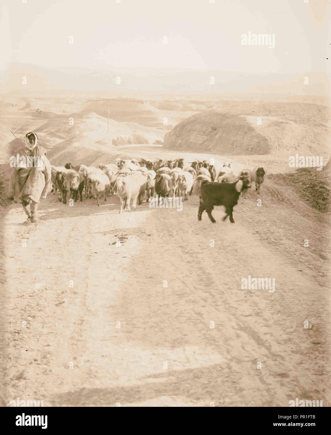 23rd Psalm, sheep 1898, Middle East, Israel and/or Palestine Stock ...