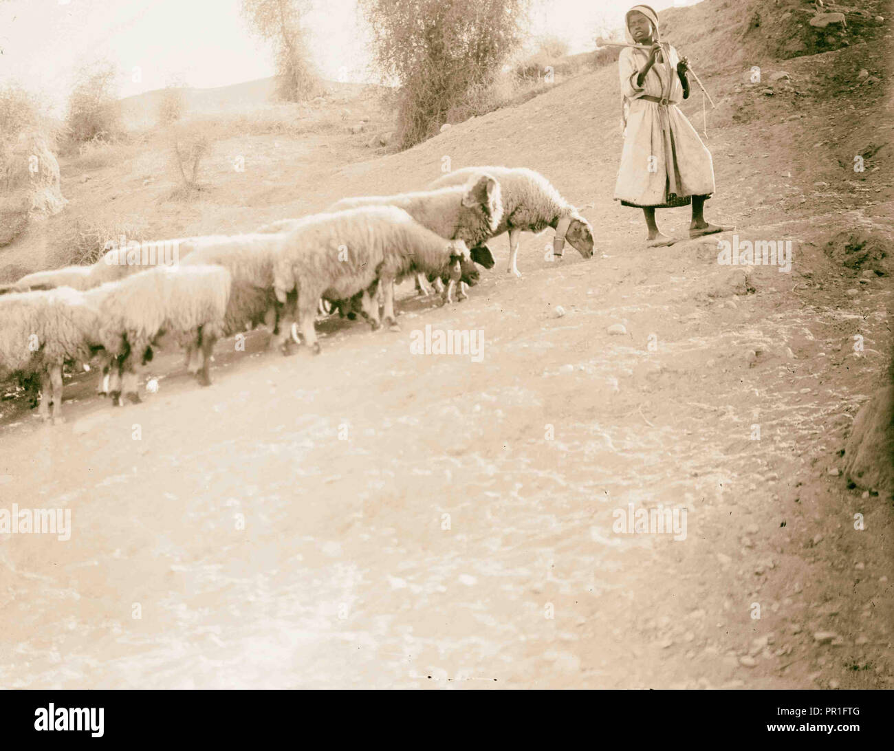 23rd Psalm, sheep 1898, Middle East, Israel and/or Palestine Stock ...