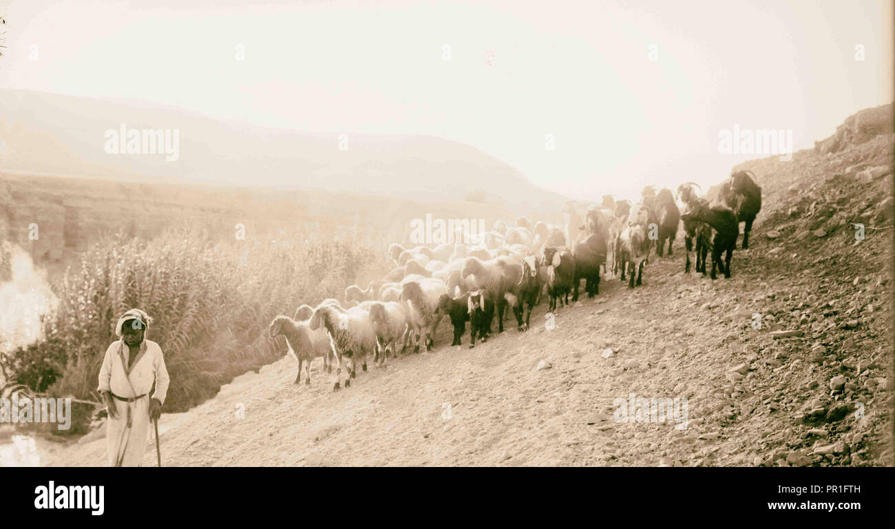 23rd Psalm, sheep 1898, Middle East, Israel and/or Palestine Stock ...