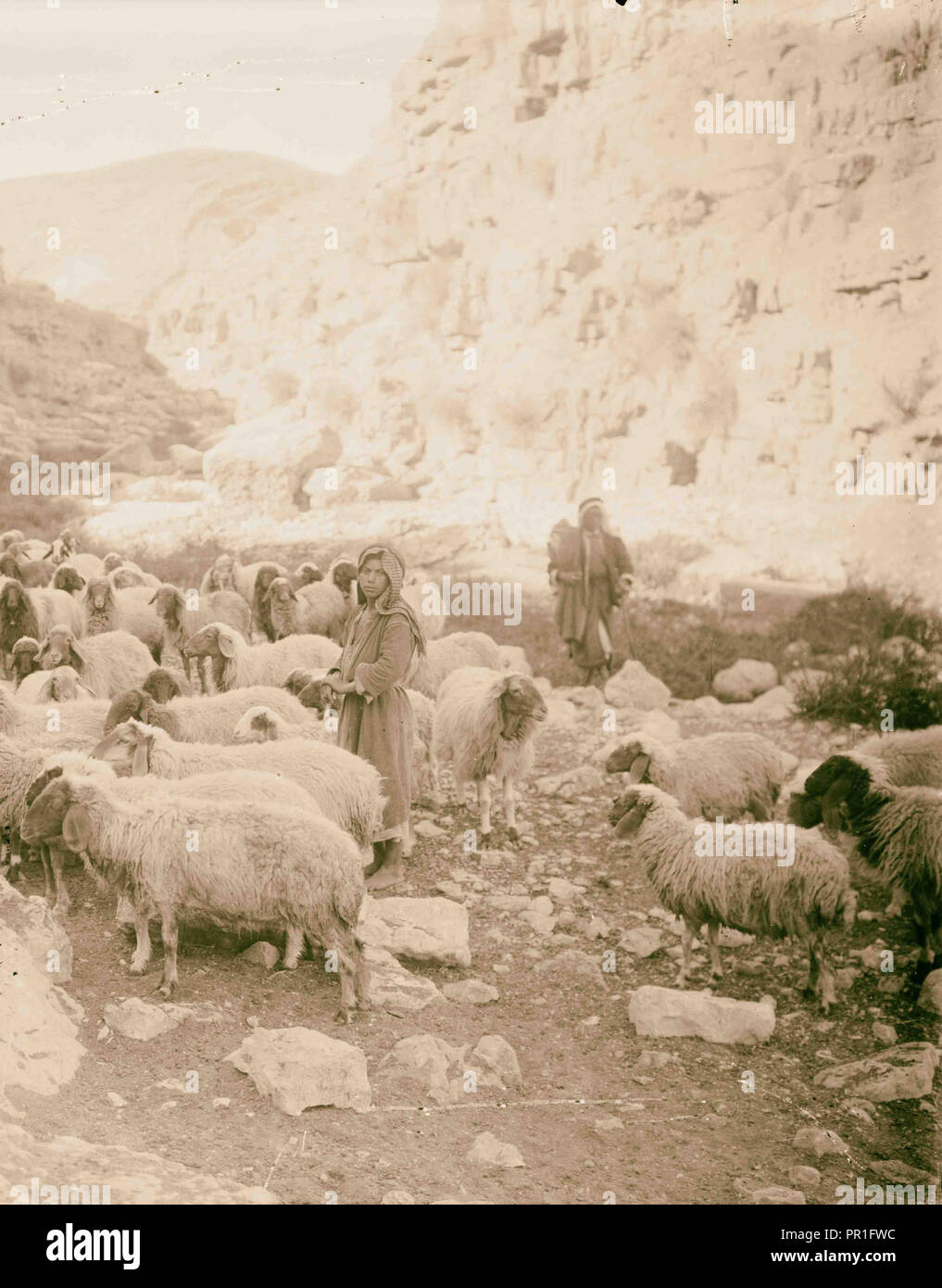 23rd Psalm, sheep 1898, Middle East, Israel and/or Palestine Stock ...