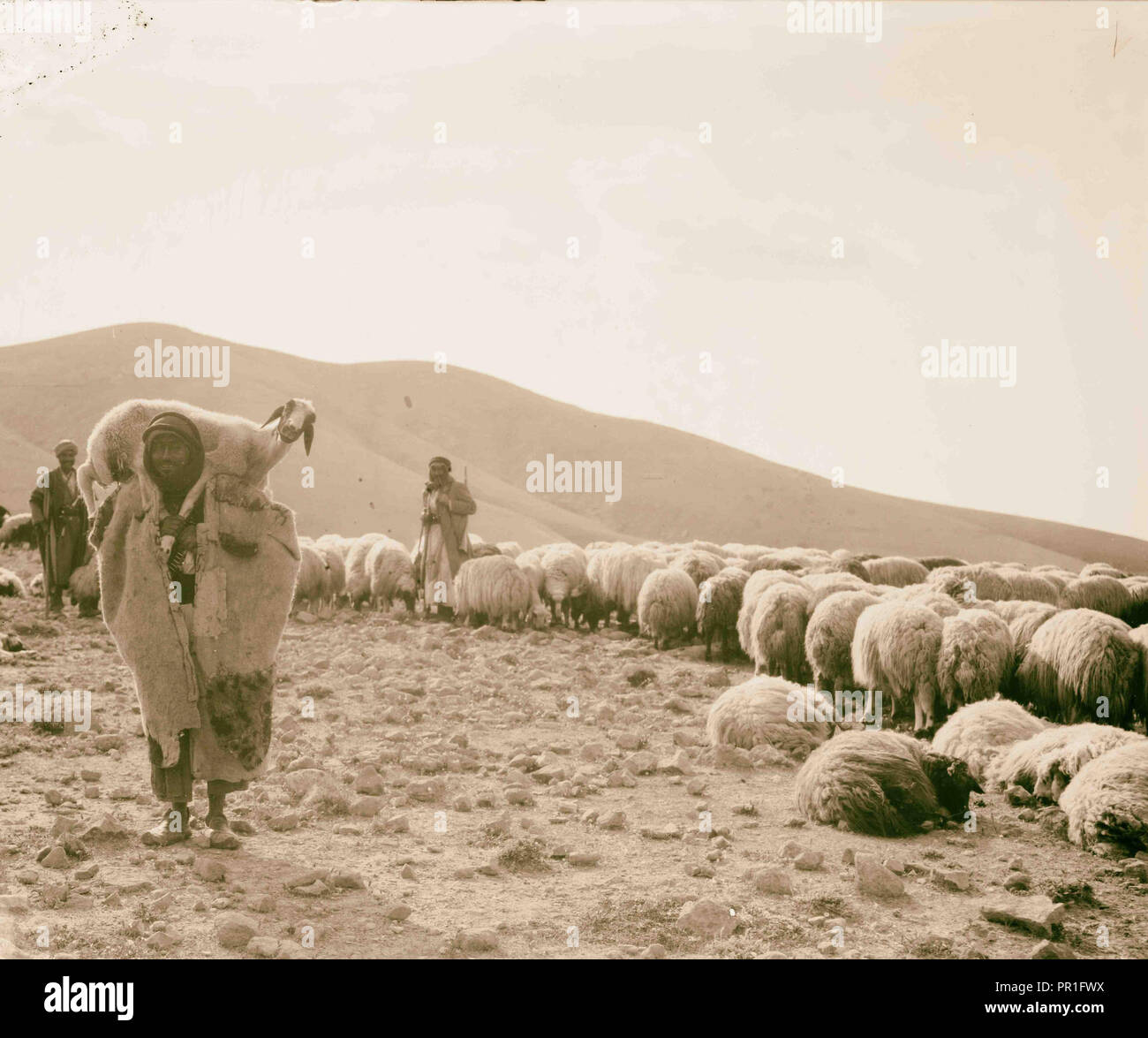 23rd Psalm, sheep 1898, Middle East, Israel and/or Palestine Stock ...