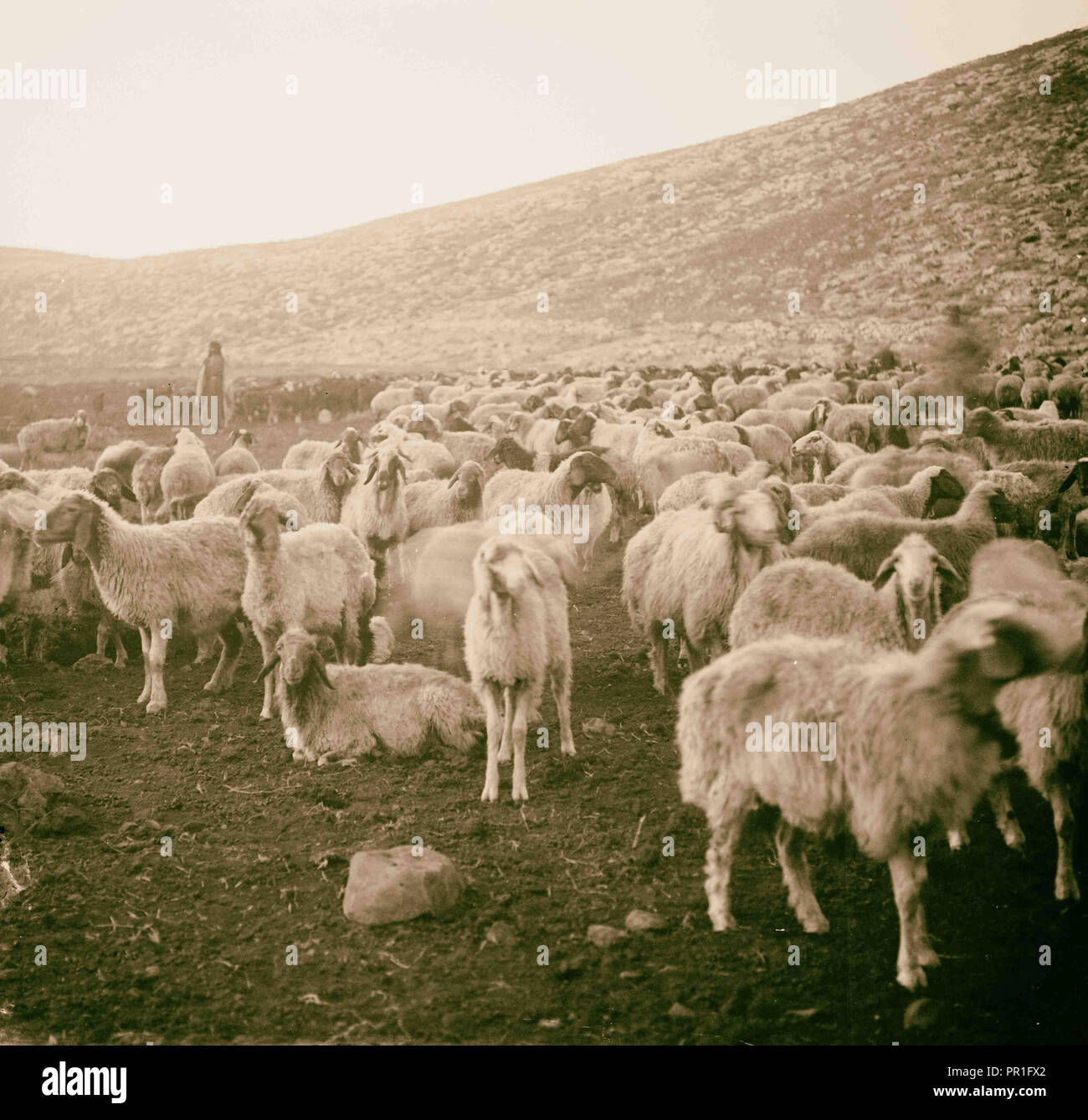 23rd Psalm, sheep 1898, Middle East, Israel and/or Palestine Stock ...