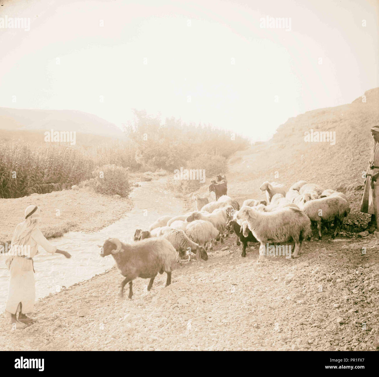 23rd Psalm, sheep 1898, Middle East, Israel and/or Palestine Stock ...