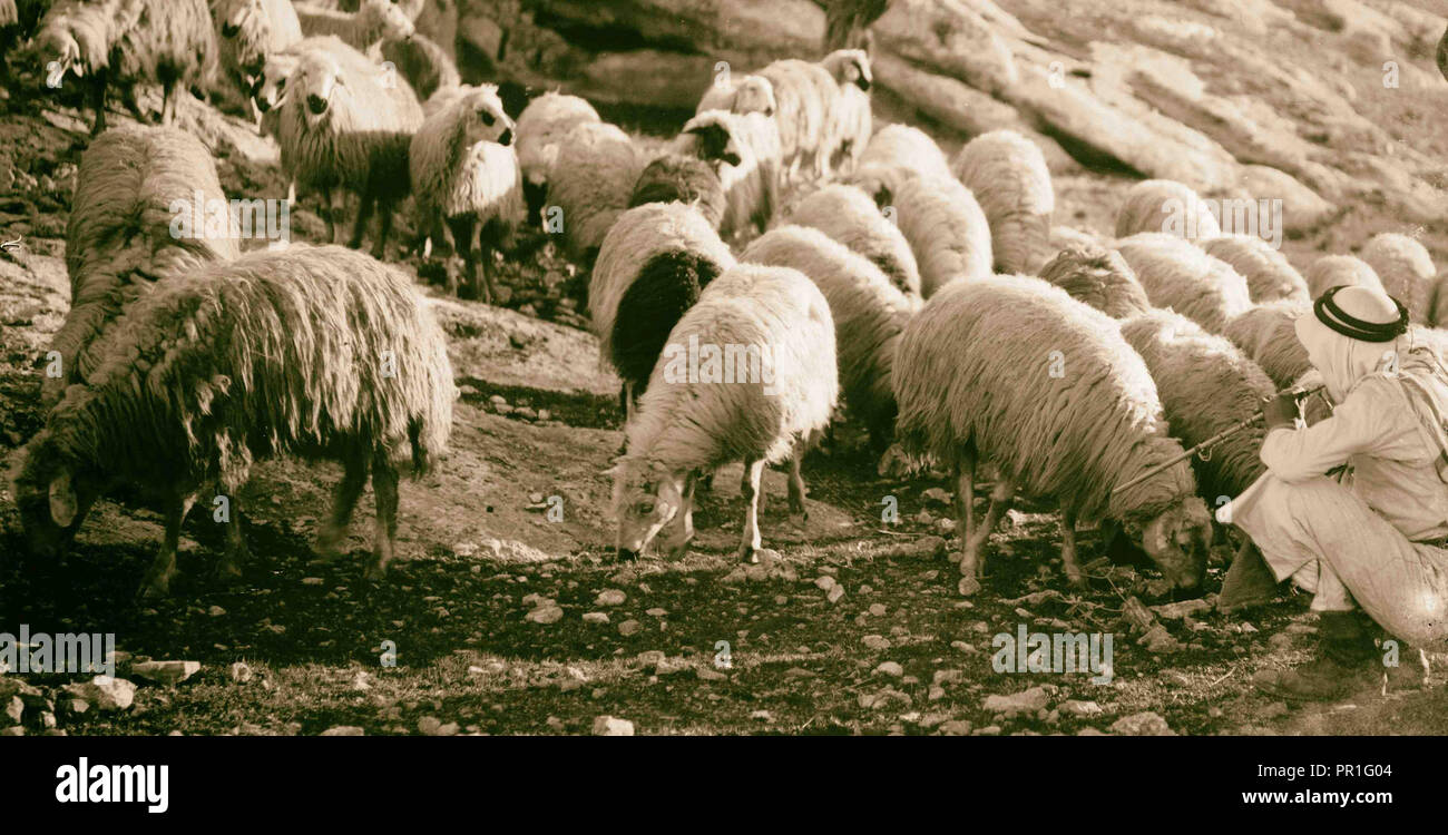 23rd Psalm, sheep 1898, Middle East, Israel and/or Palestine Stock ...